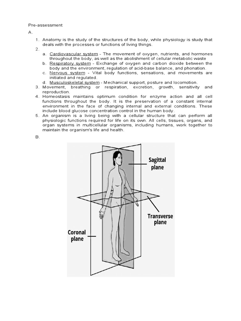 Anatomy | PDF | Human Body | Physiology