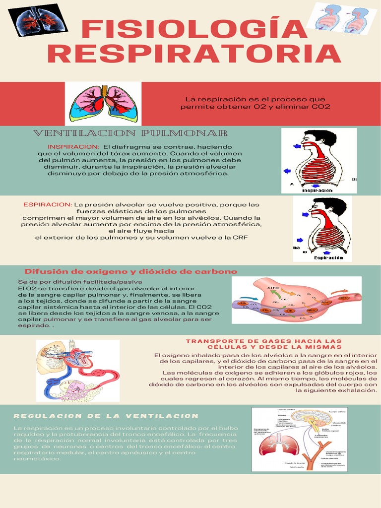 Fisiopatología respiratoria | PDF | Respiración | Pulmón
