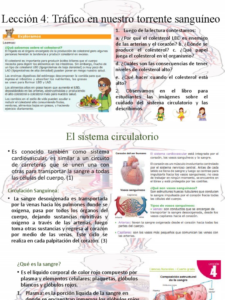Lección 4 - 4to Grado | PDF | Sistema circulatorio | Sangre
