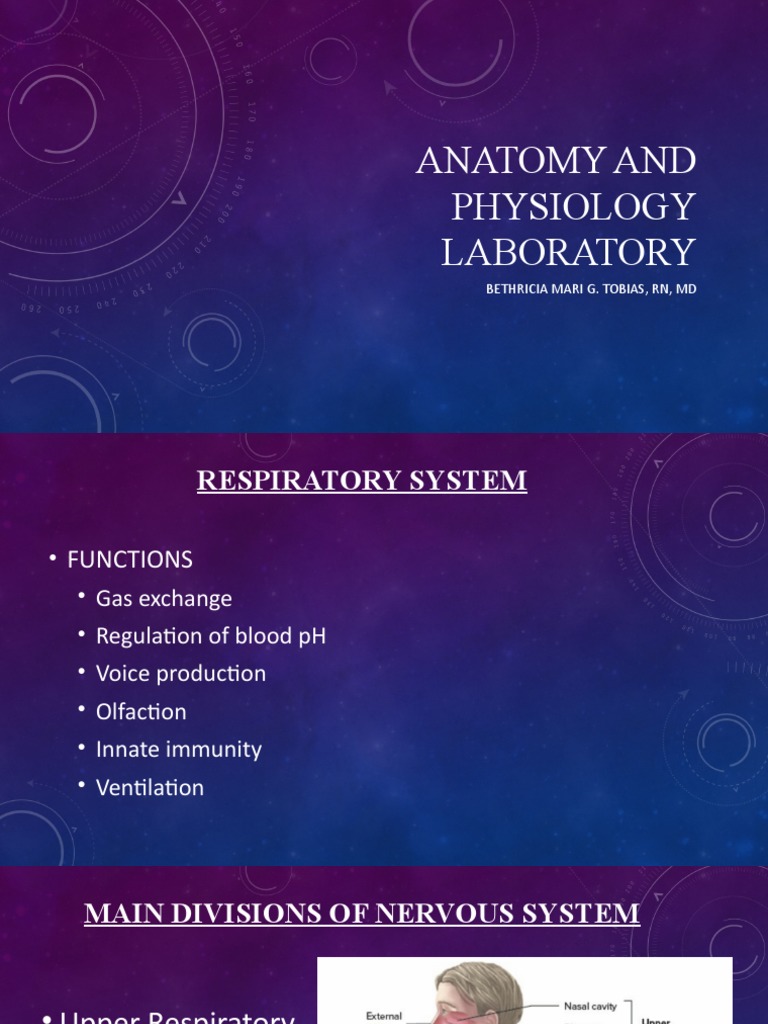 Respiratory System | PDF | Respiratory Tract | Lung
