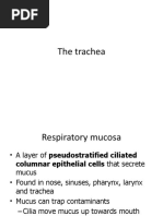 Brain Anatomy Mnemonics Guide | PDF | Brain | Anatomy