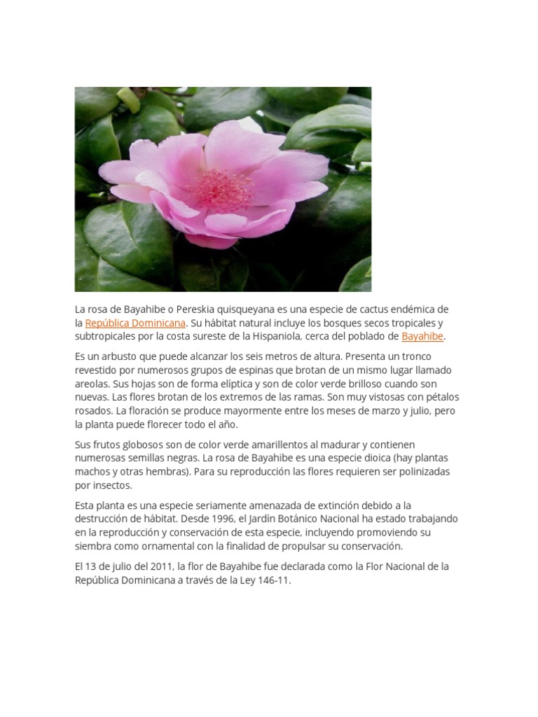 La Rosa de Bayahibe o Pereskia Quisqueyana Es Una Especie de Cactus ...