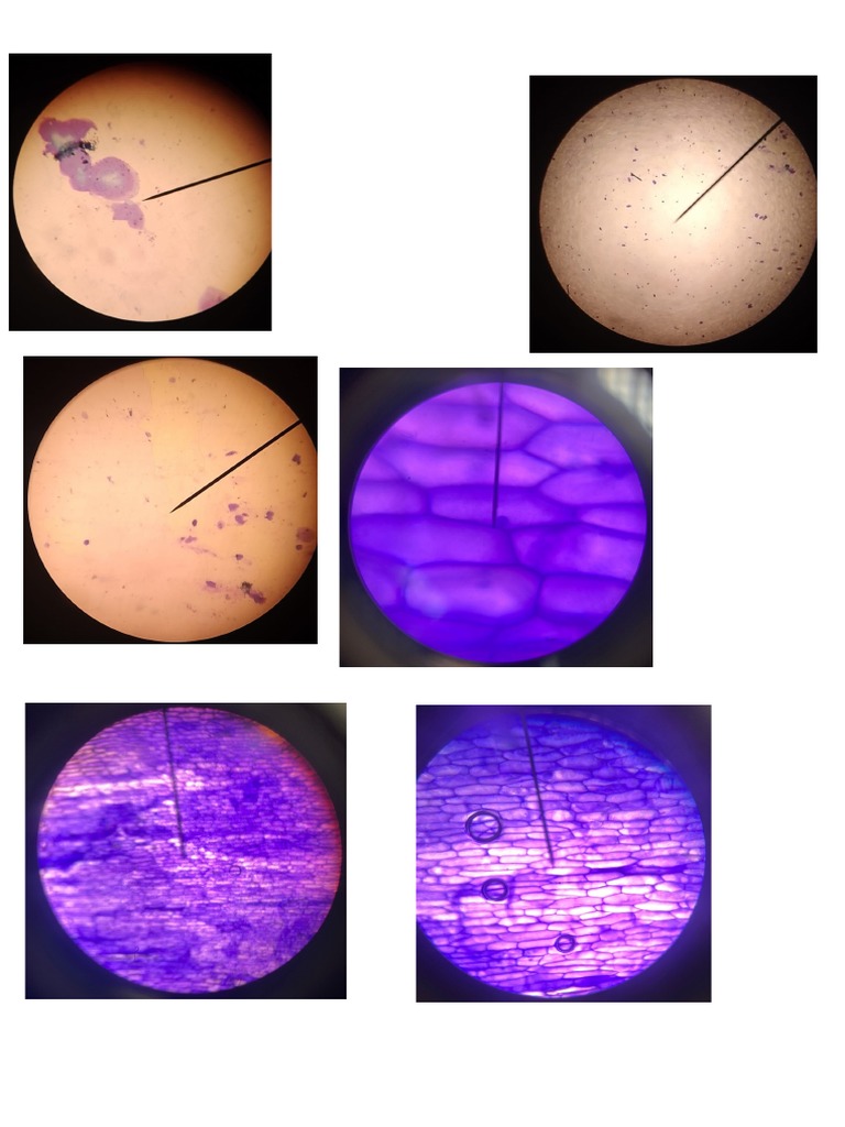 Fotos Microscopio | PDF