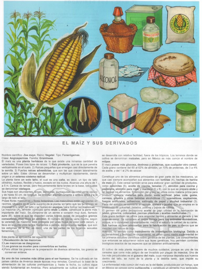 El Maiz Y Sus Derivados Pdf