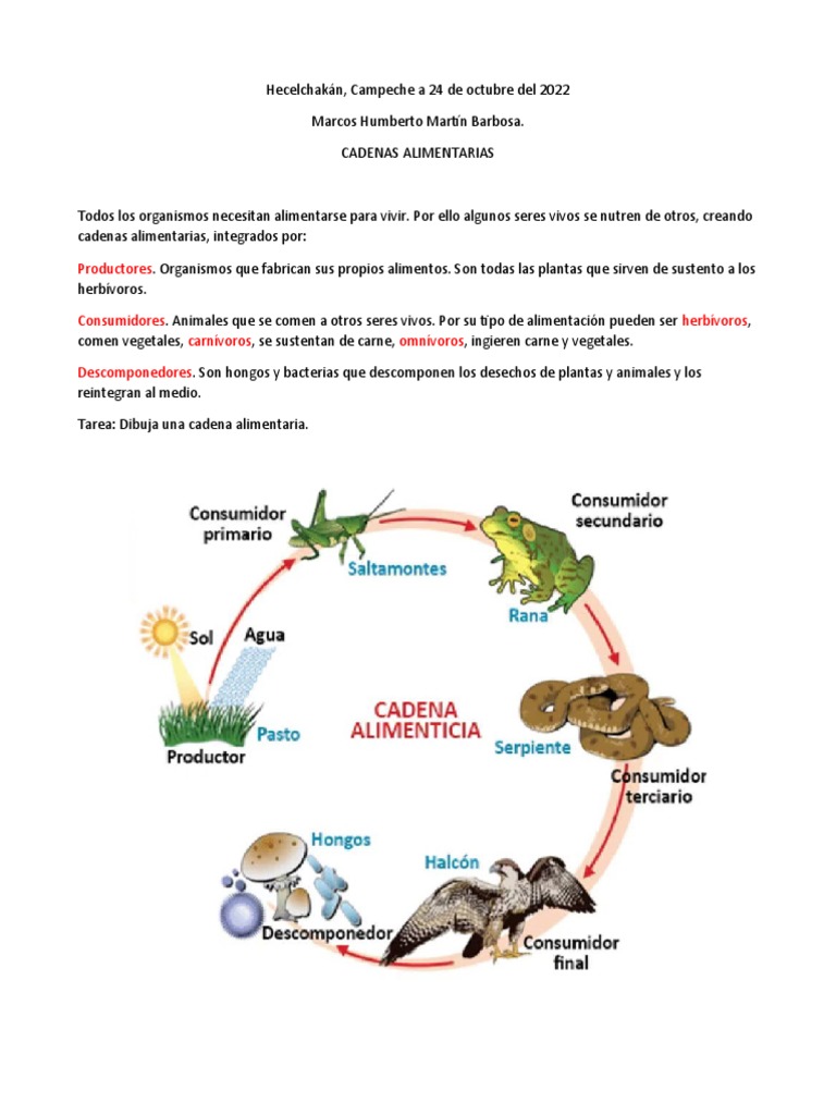 Cadenas Alimentarias | PDF | Agricultura | Alimentos