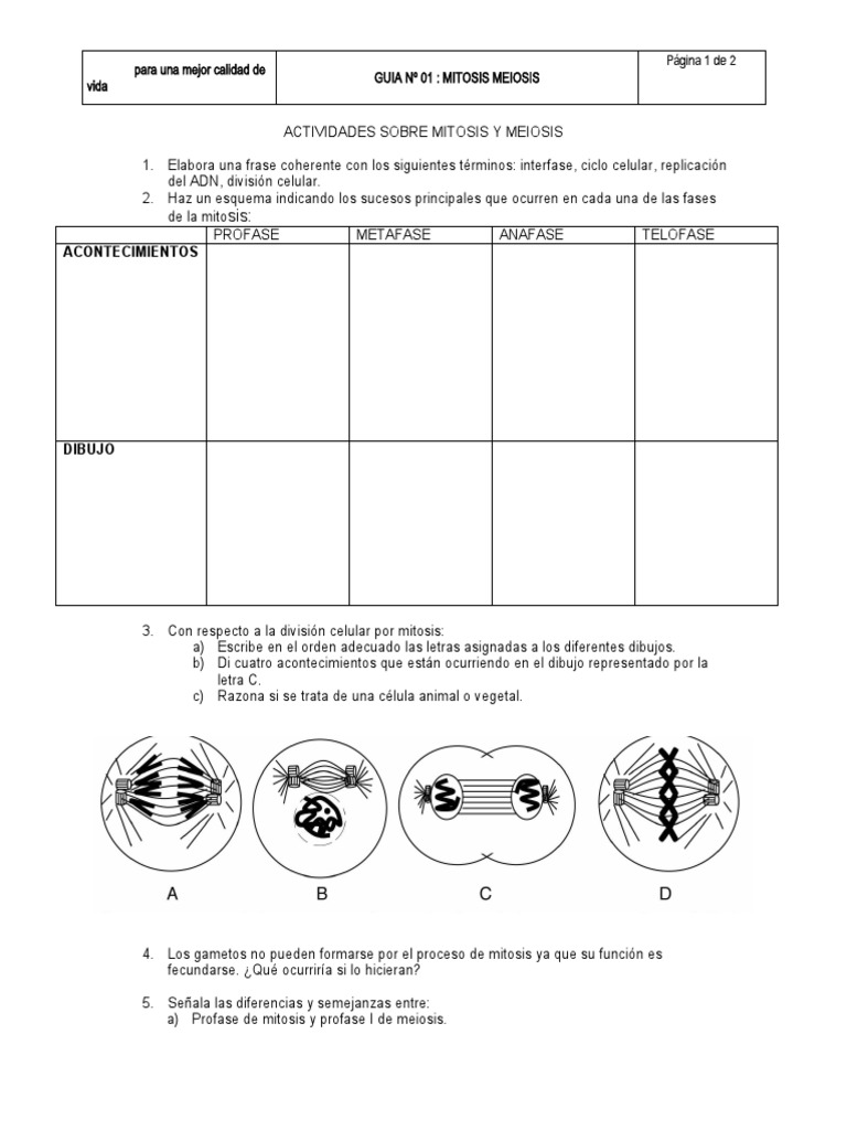 Guía sobre los procesos de mitosis y meiosis: actividades para ...