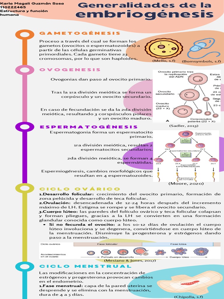 Generalidades de Embriogénesis | PDF | Ciclo menstrual | Anatomía