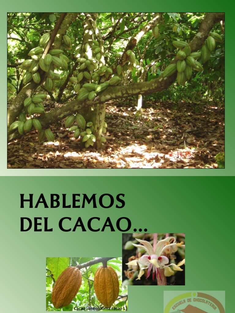 Hablemos Del Cacao | PDF | Chocolate | Theobroma