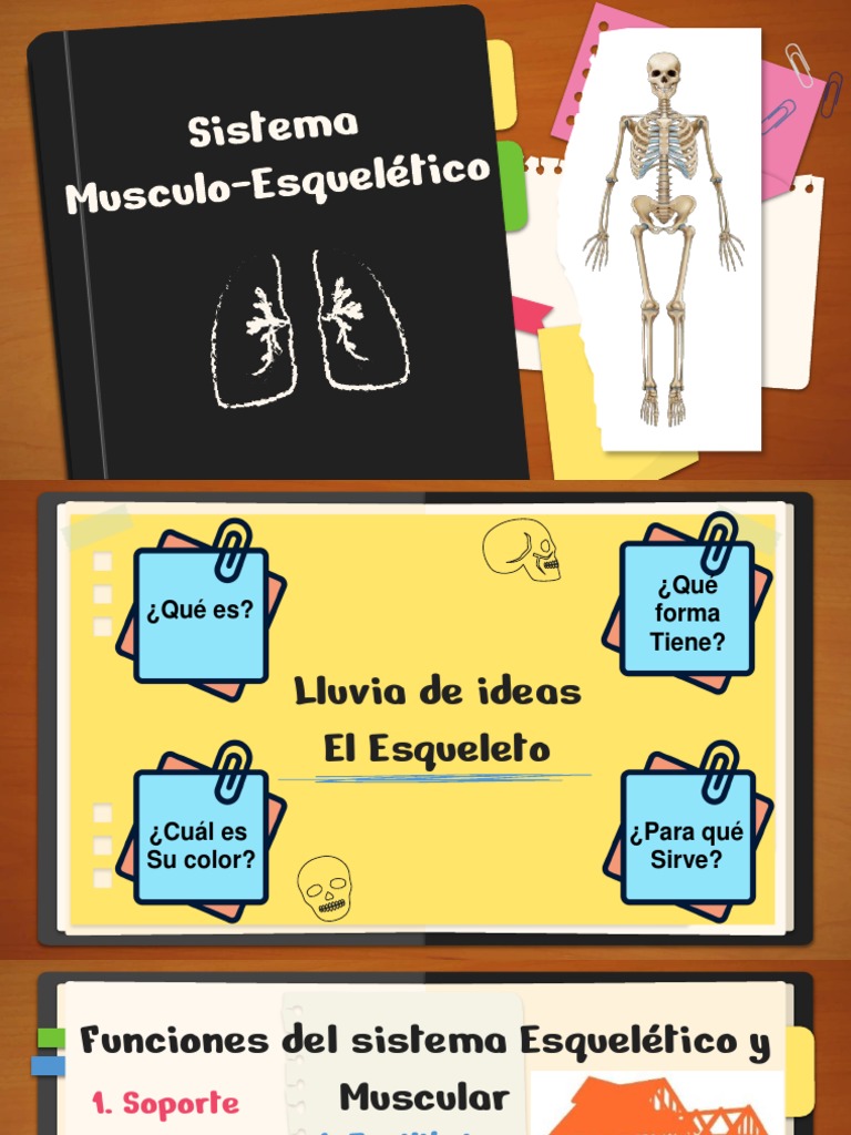 Funciones del Sistema Musculo-Esquelético | PDF | Esqueleto | Hueso