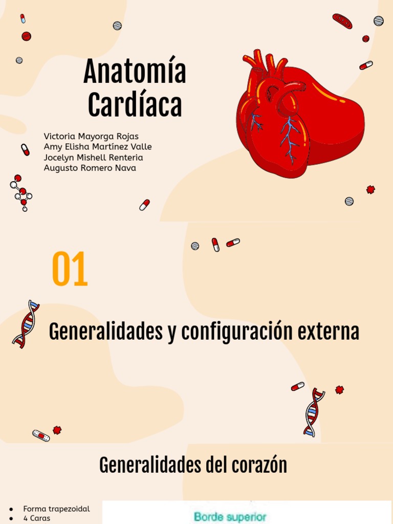 Anatomia Del Corazón Pdf Ventrículo Corazón Sistema Cardiovascular