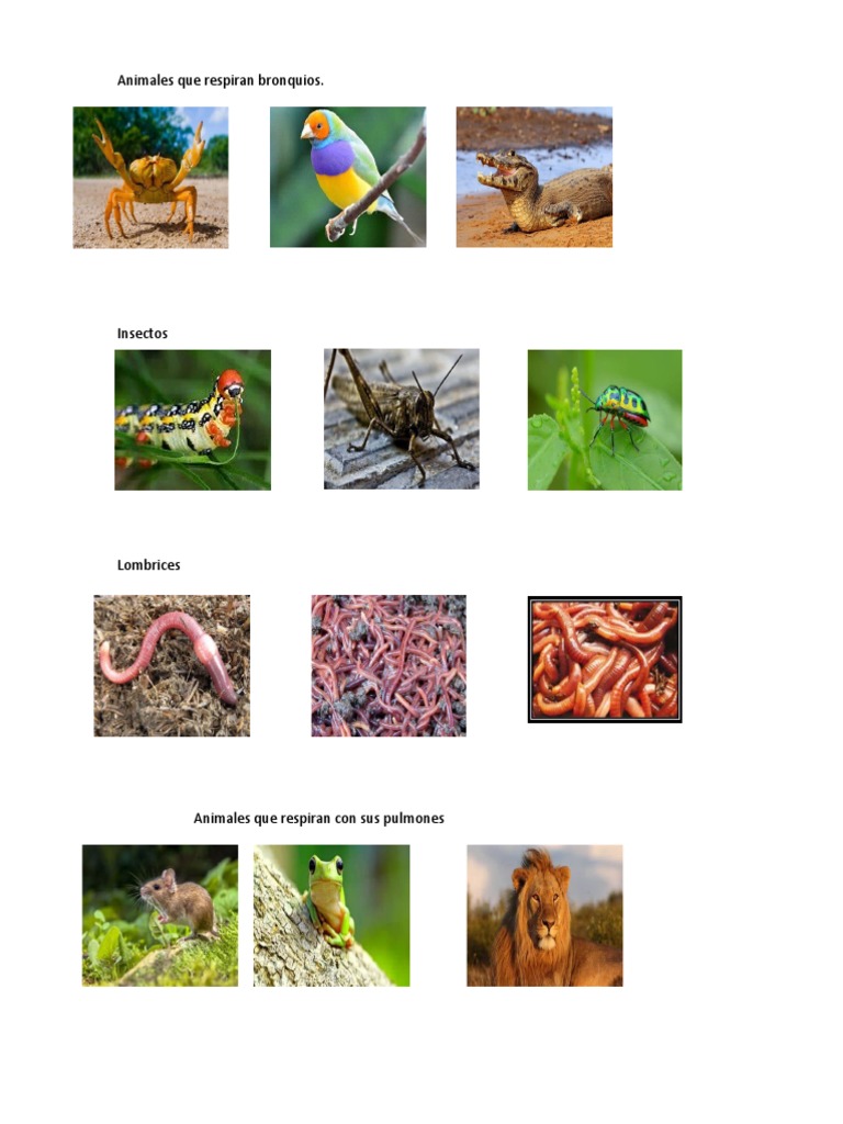 Animales Que Respiran Bronquios | PDF