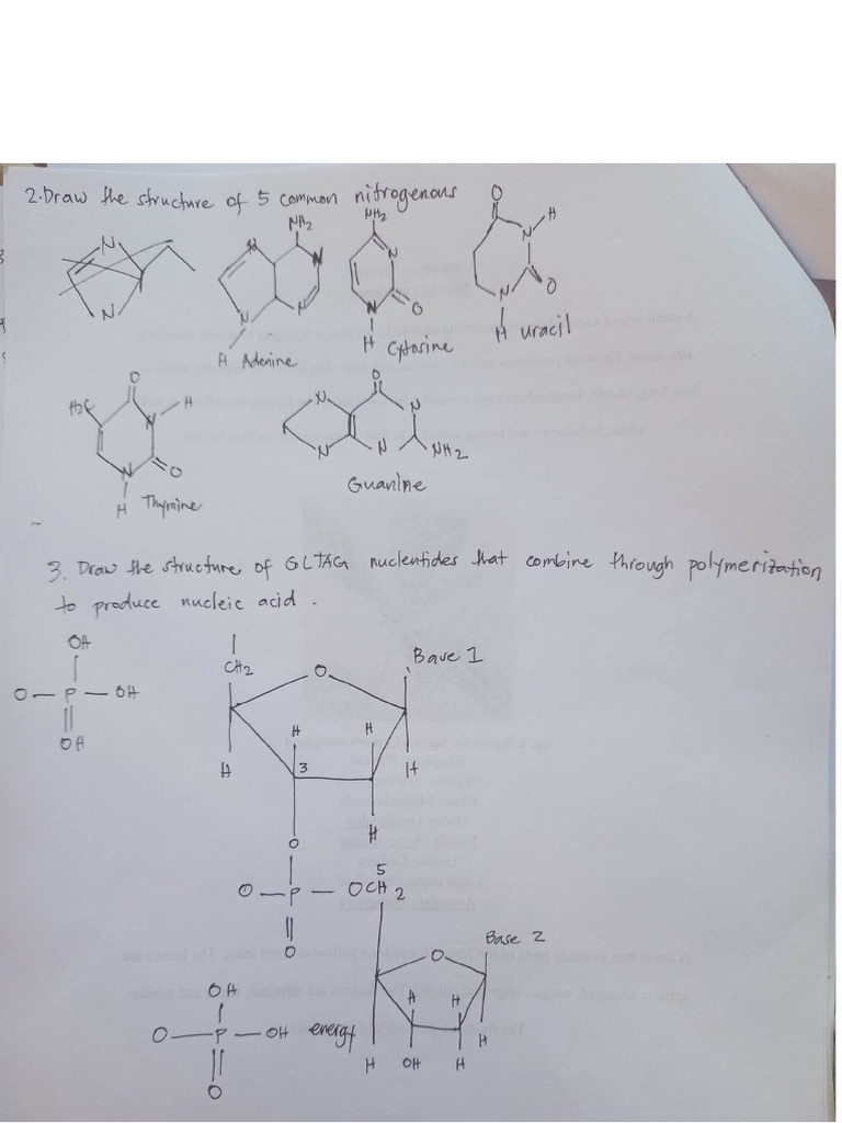 Nitrogenous Bases and Their Forms | PDF | Cooking, Food & Wine ...