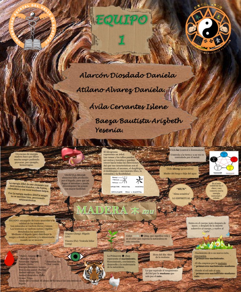 Mapa Elemento Madera MTCH | PDF | Bilis | Hígado