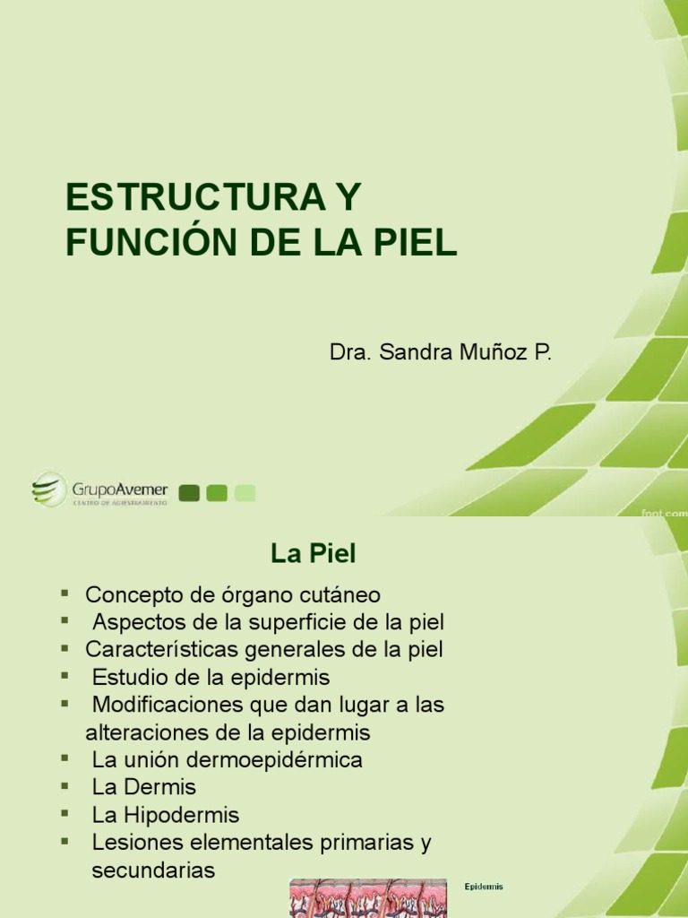 Estructura de La Piel | PDF | Piel | Epidermis
