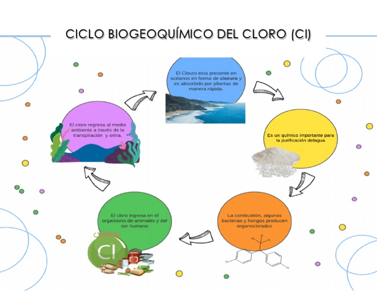 Ciclo Biogeoquimico Del CL | PDF