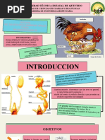 Anatomía del Reproductor del Gallo | PDF | Salud y bienestar | Ciencia ...