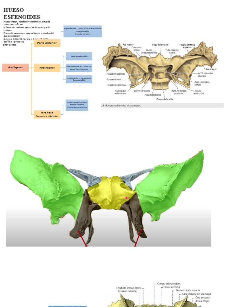 ESFENOIDES | PDF | Cabeza y cuello humanos | Anatomía humana