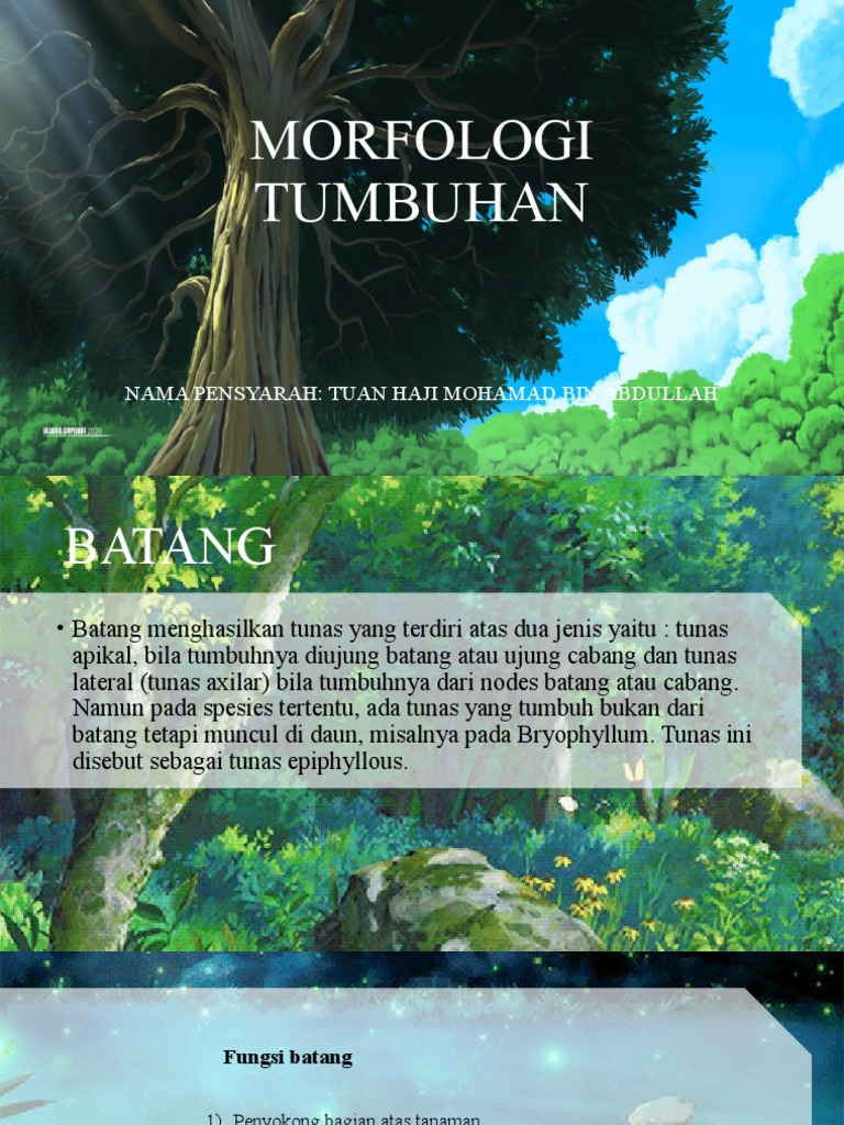 MORFOLOGI TUMBUHAN: MODIFIKASI BATANG DAN STRUKTUR DAUN | PDF