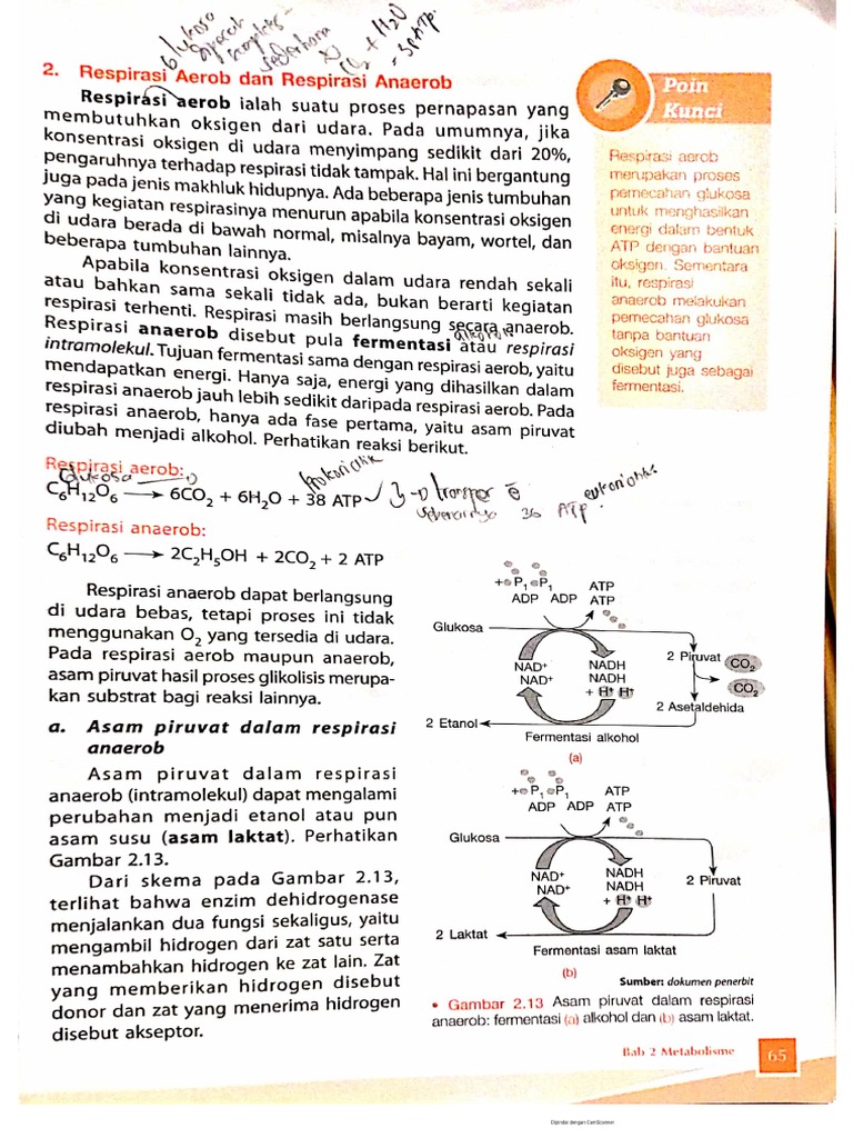 Biologi Bab 2 Kelas 12 | PDF
