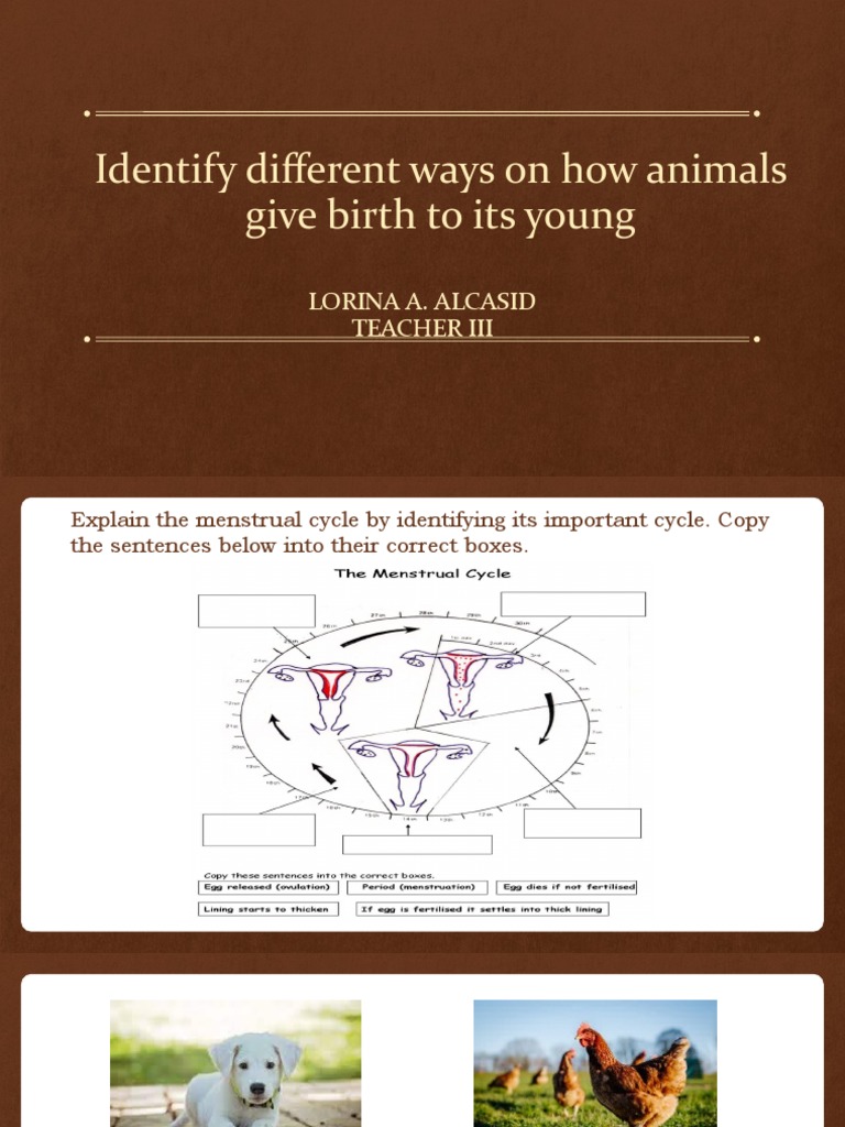 Ways Animals Give Birth Explained | PDF