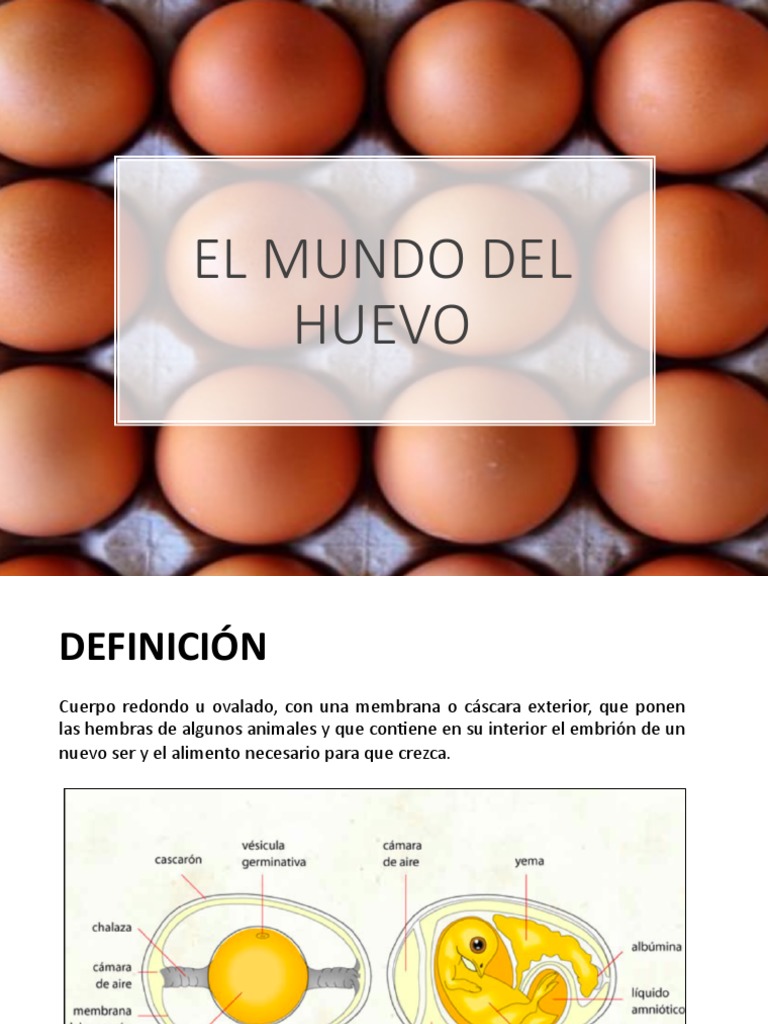 3 Huevo | PDF | Huevo como alimento | gordo