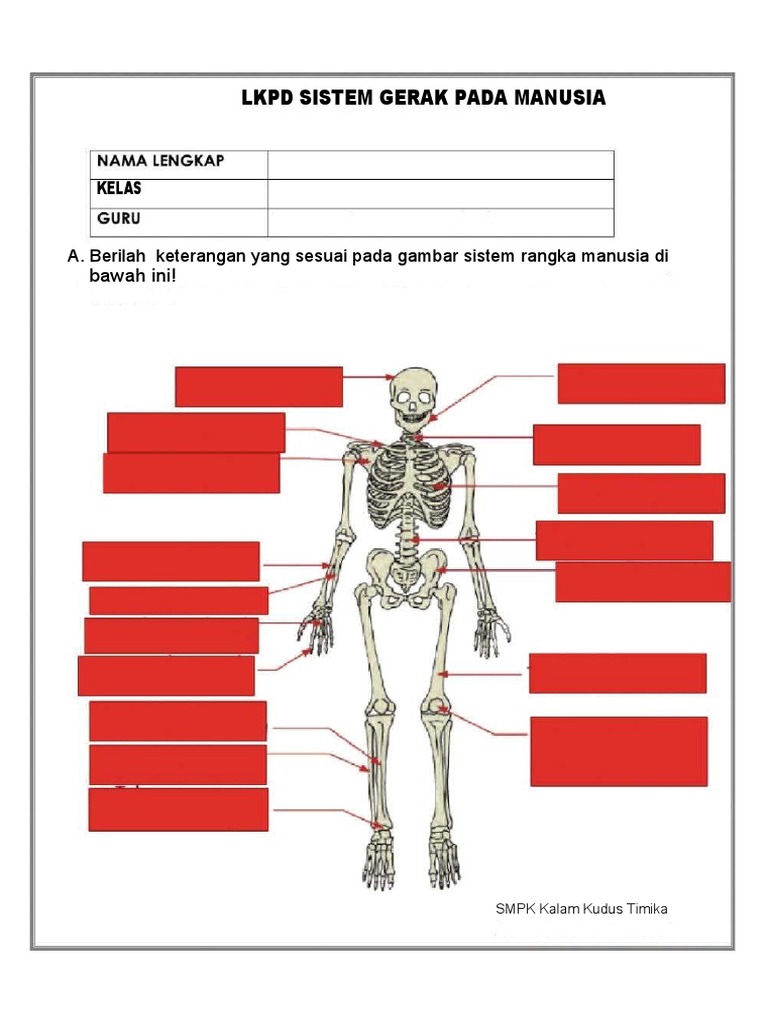 LKPD Rangka Manusia | PDF