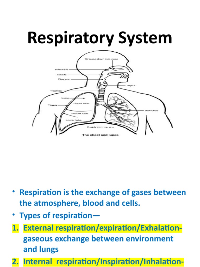 Respiratory System | PDF | Respiratory Tract | Lung