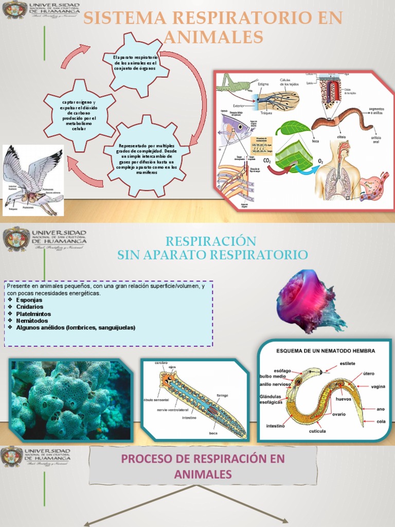 Sistemas Respiratorios en Animales | PDF | Respiración | Branquia