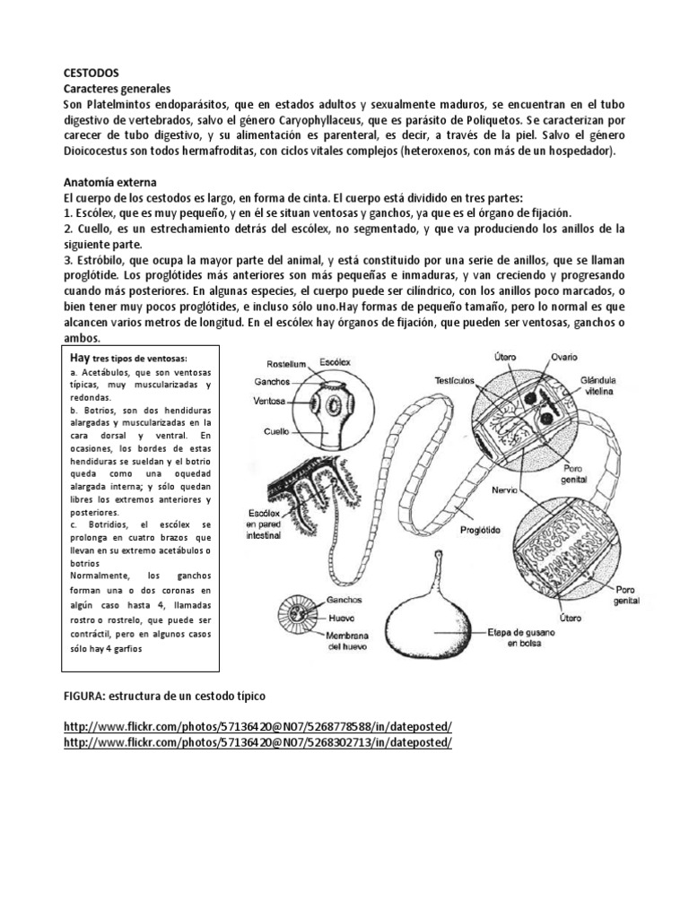 Resumen Cestodos | PDF | Citoplasma | Biología