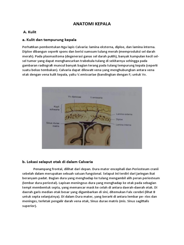 Anatomi Kepala | PDF