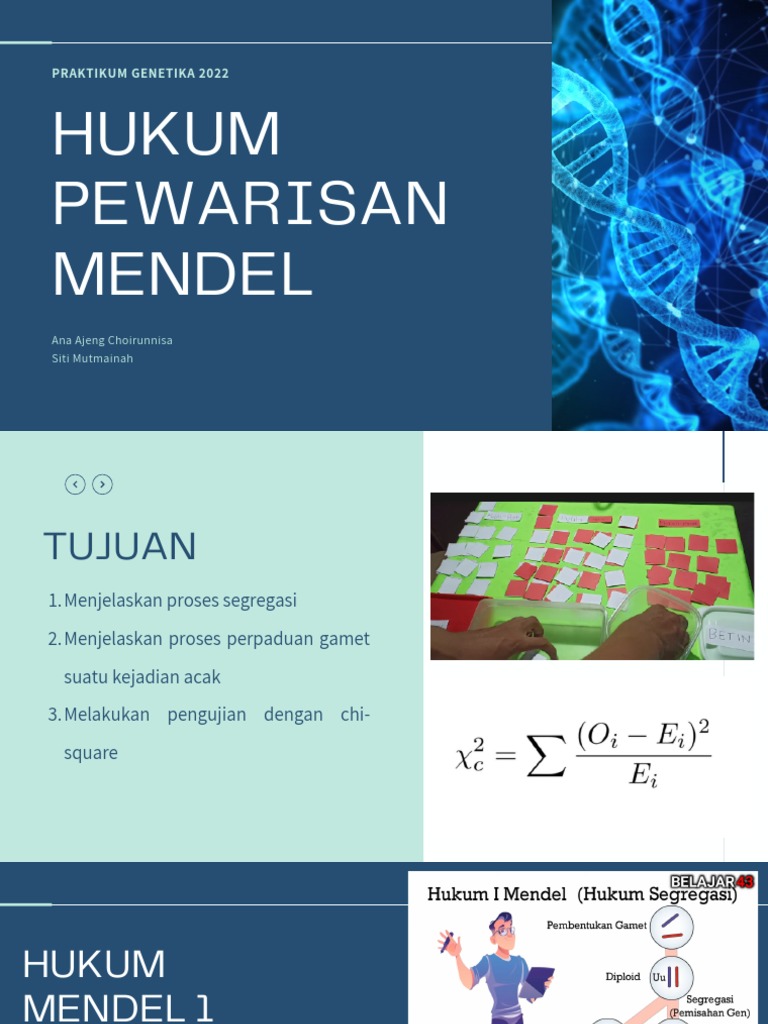 Laprak Mendelian Law Of Inheritance Pdf