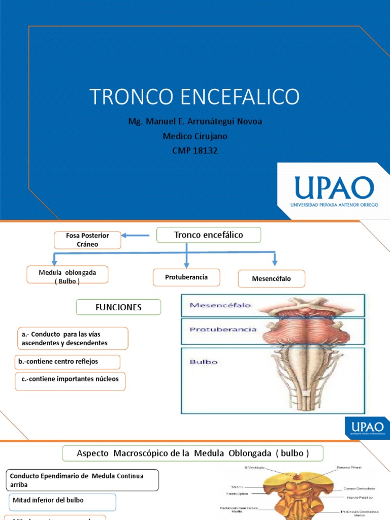 Tronco Encefálico | PDF | Neuroanatomía | Tronco encefálico