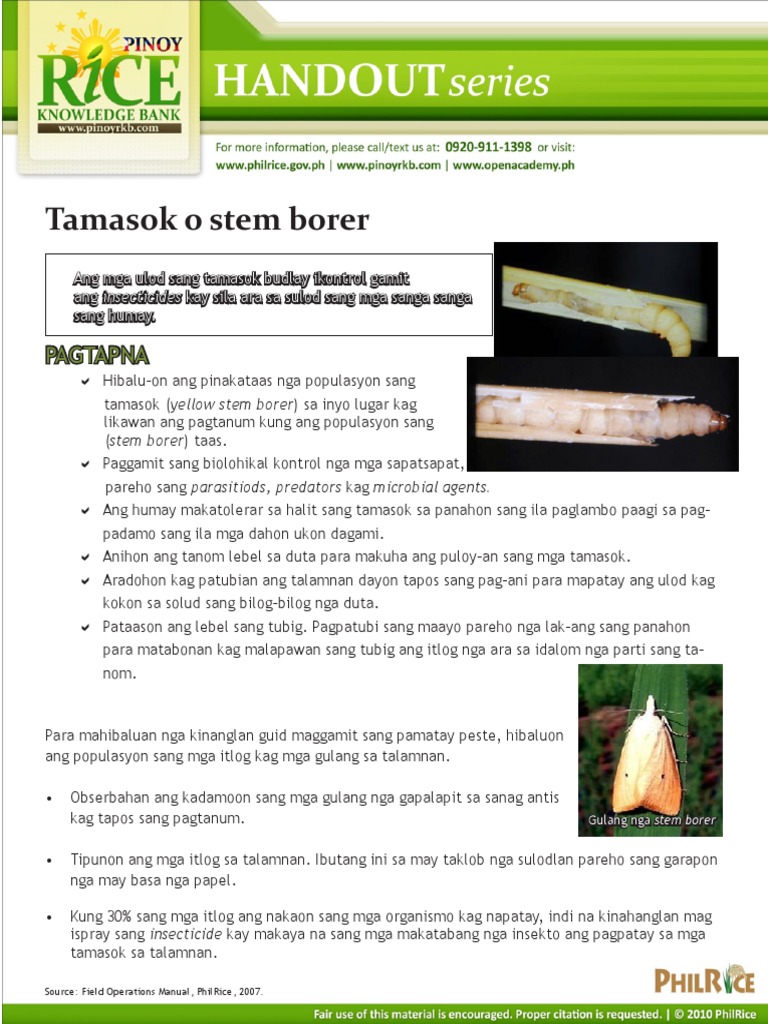 Tamasok o Stem Borer | PDF
