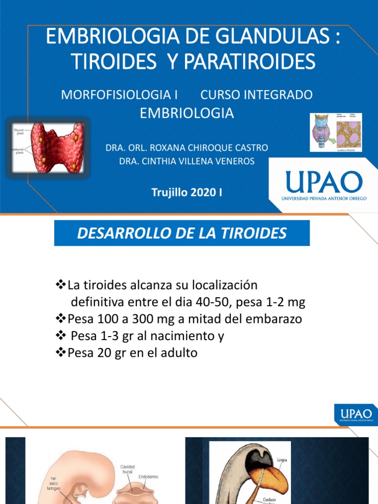 Embriología del tiroides y paratiroides | PDF | Tiroides | Hipertiroidismo