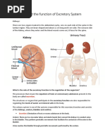Urology Medical Terminology | PDF | Urinary System | Kidney