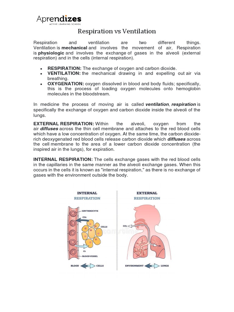 Respiration Vs Ventilation Pdf