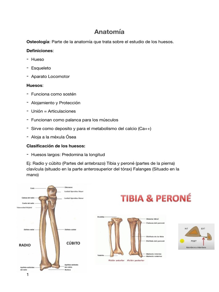 Anatomía 2 | PDF | Hueso | Esqueleto