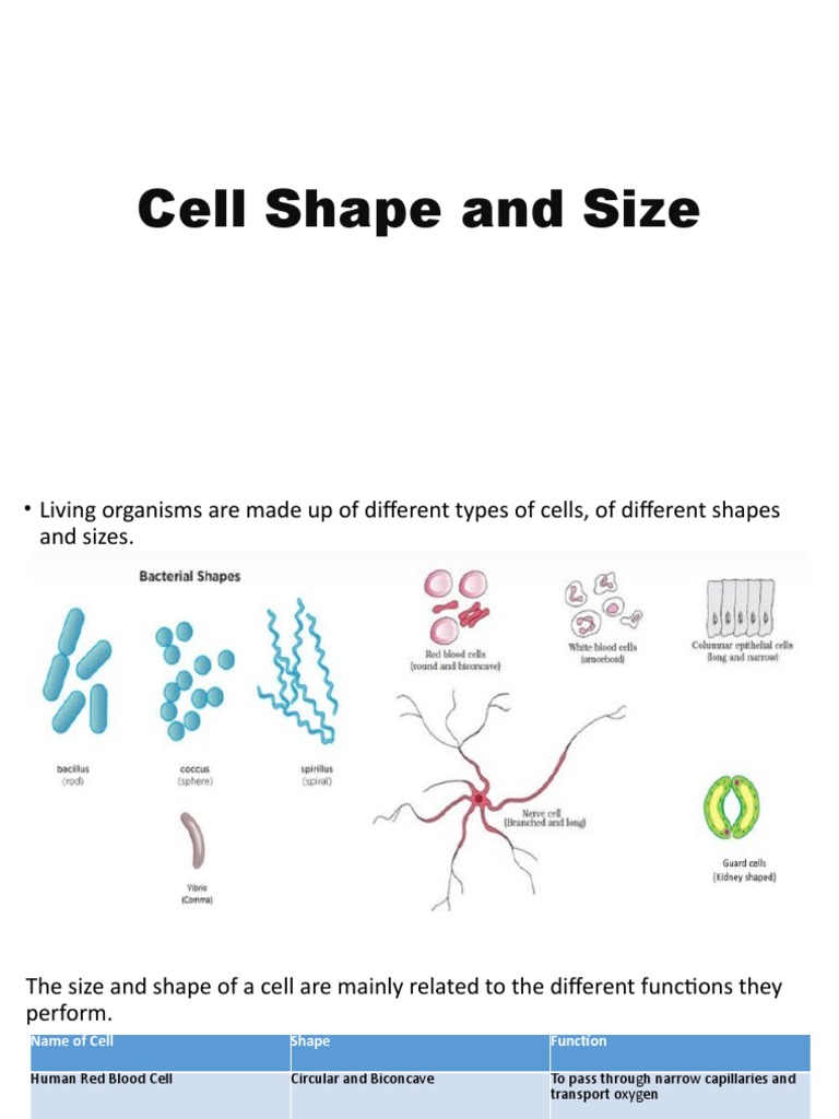 Diversity of Cell Shapes and Sizes | PDF | Cell (Biology) | Stoma