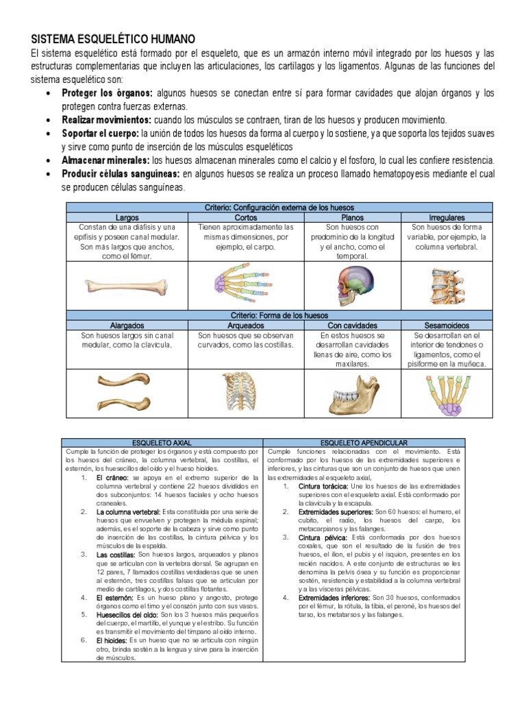 Sistema Óseo-Muscular | PDF | Hueso | Esqueleto