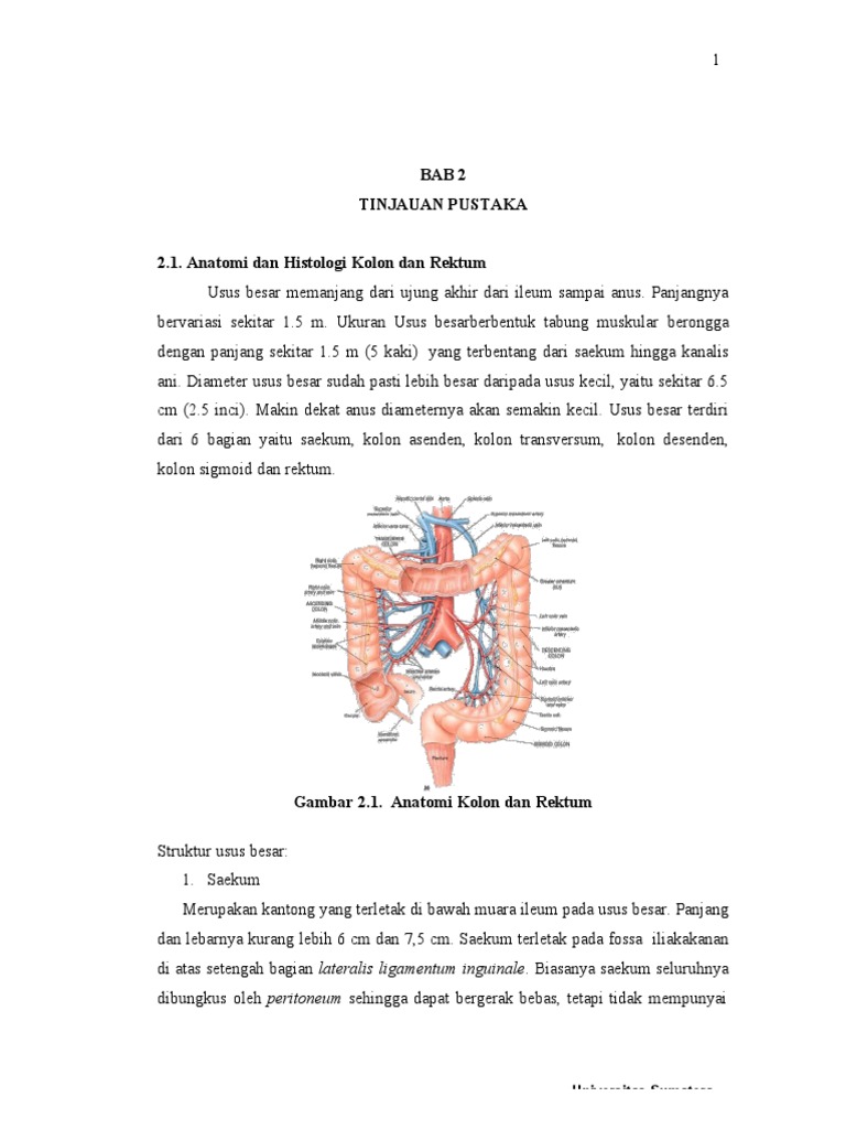 Anatomi dan Fungsi Kolon serta Rektum | PDF