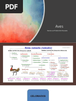 Anatomia Mosca Completa Con Imagenes | PDF