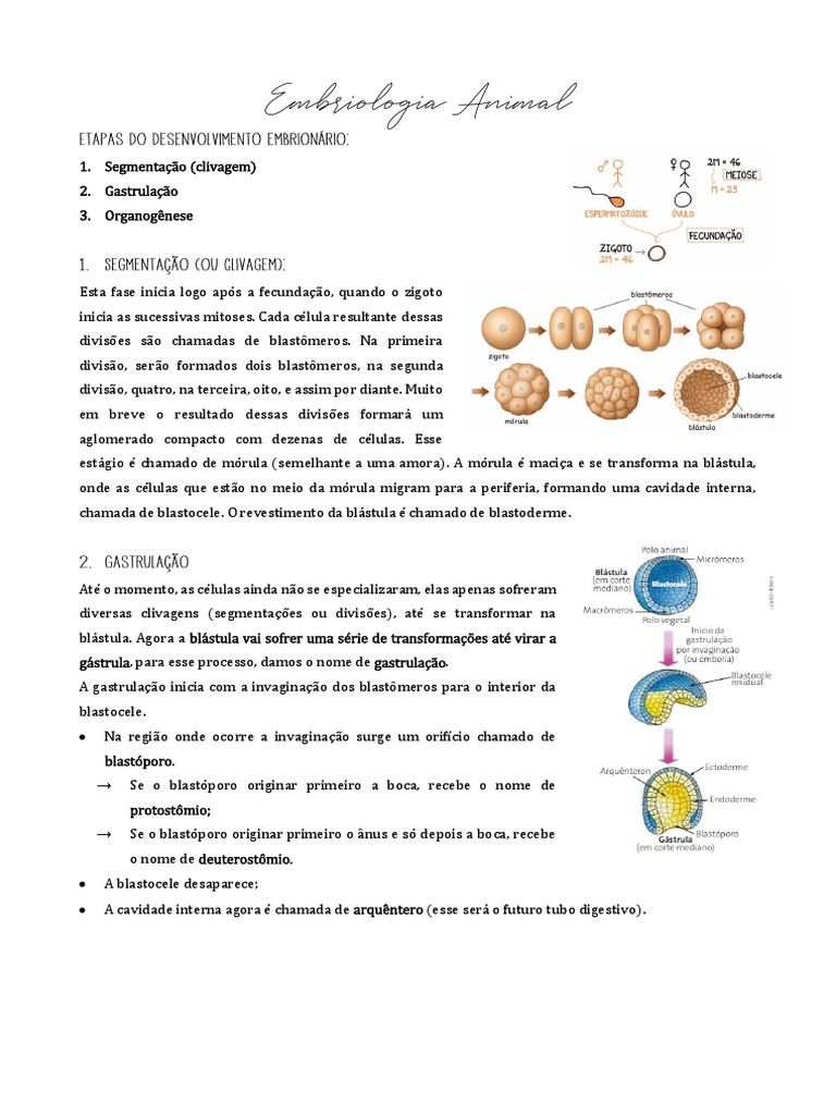Embriologia Animal - Segmentação, Gastrulação e Organogênese | PDF ...
