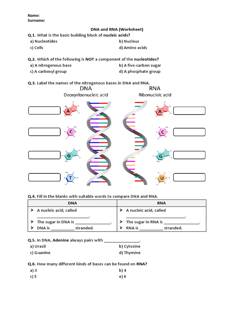 Name: Surname | PDF | Rna | Dna