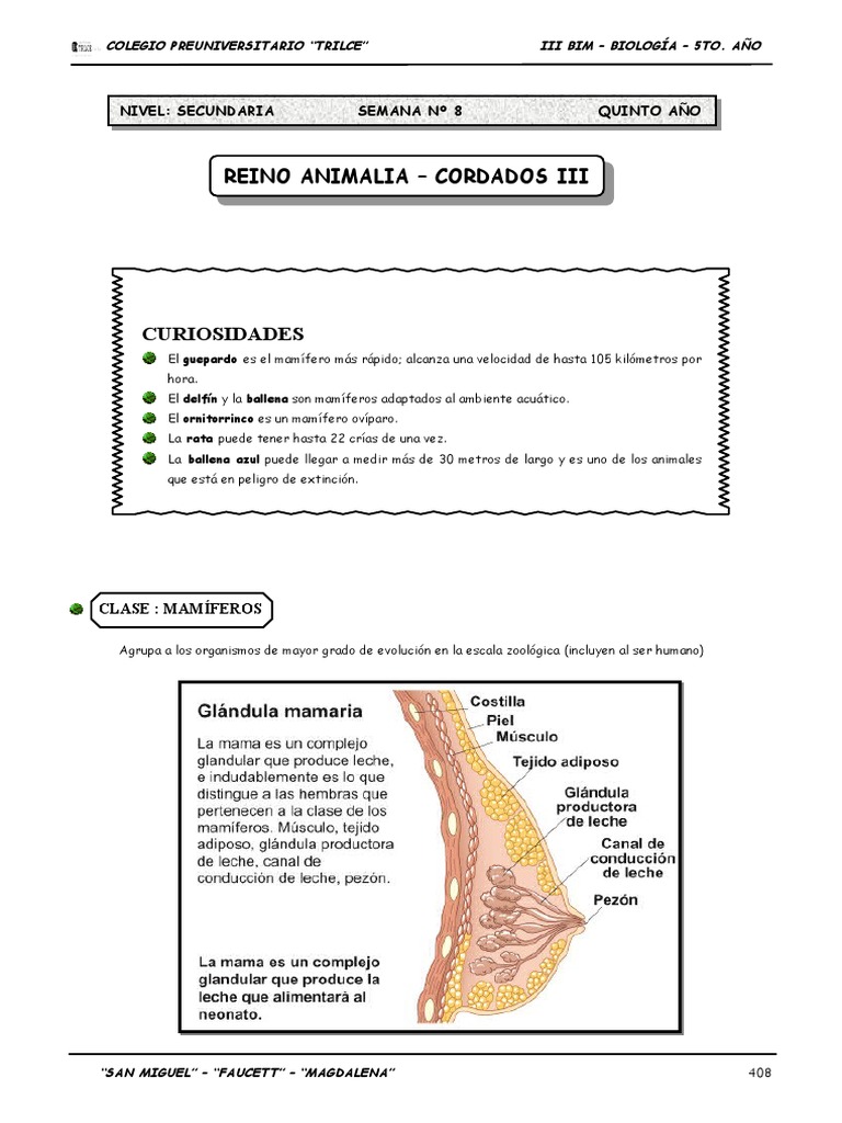III Bim - 5to. Año - Bio - Guía 8 - Reino Animalia - Cordado | PDF | Mamíferos | Termorregulación