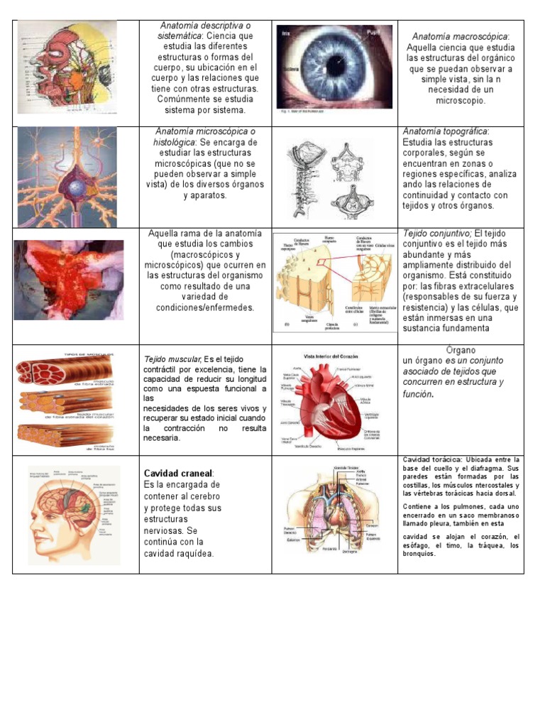 Anatomía Descriptiva o Sistemática Memorama | PDF | Anatomía | Músculo