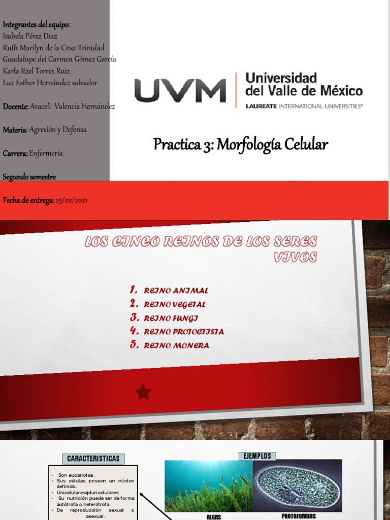 Practica 3-Morfologia Celular | PDF | Biología Celular) | Plantas