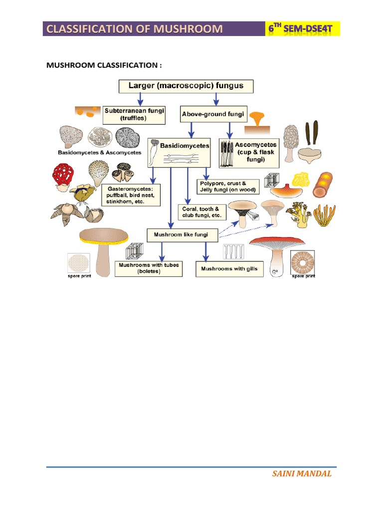 100 6TH Sem-Dse4t-Classification of Mushroom - Saini Mandal | Download Free PDF | Edible ...