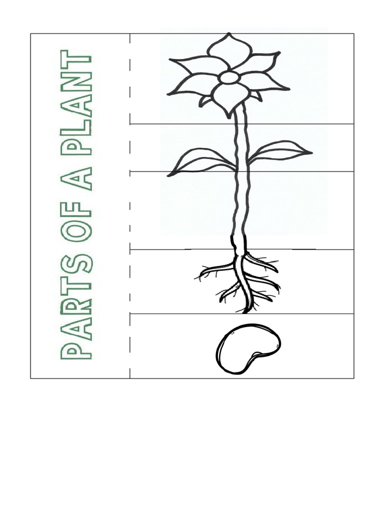 Parts of A Plant | PDF