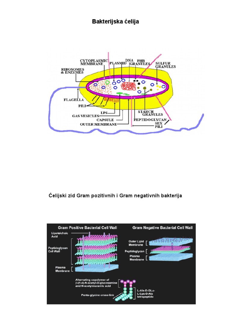 103 Metabolizam Mikroorganizama 1 | PDF