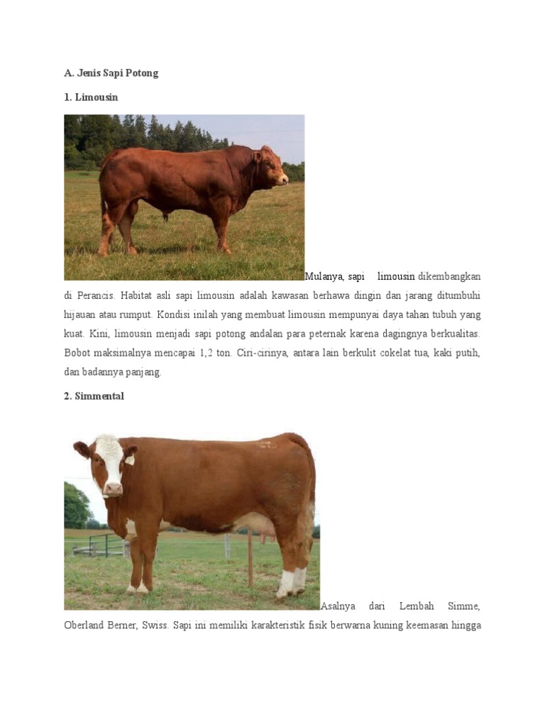 JENIS-JENIS SAPI POTONG DAN LEGUMINOSA UNTUK PAKAN TERNAK | PDF